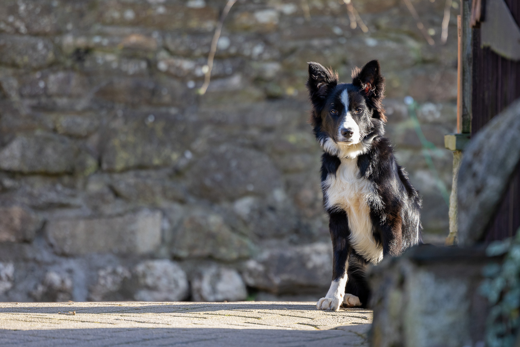 Canon R5 Animal Eye Autofocus – Good or Gimmick? – CreativeCorn Film ...