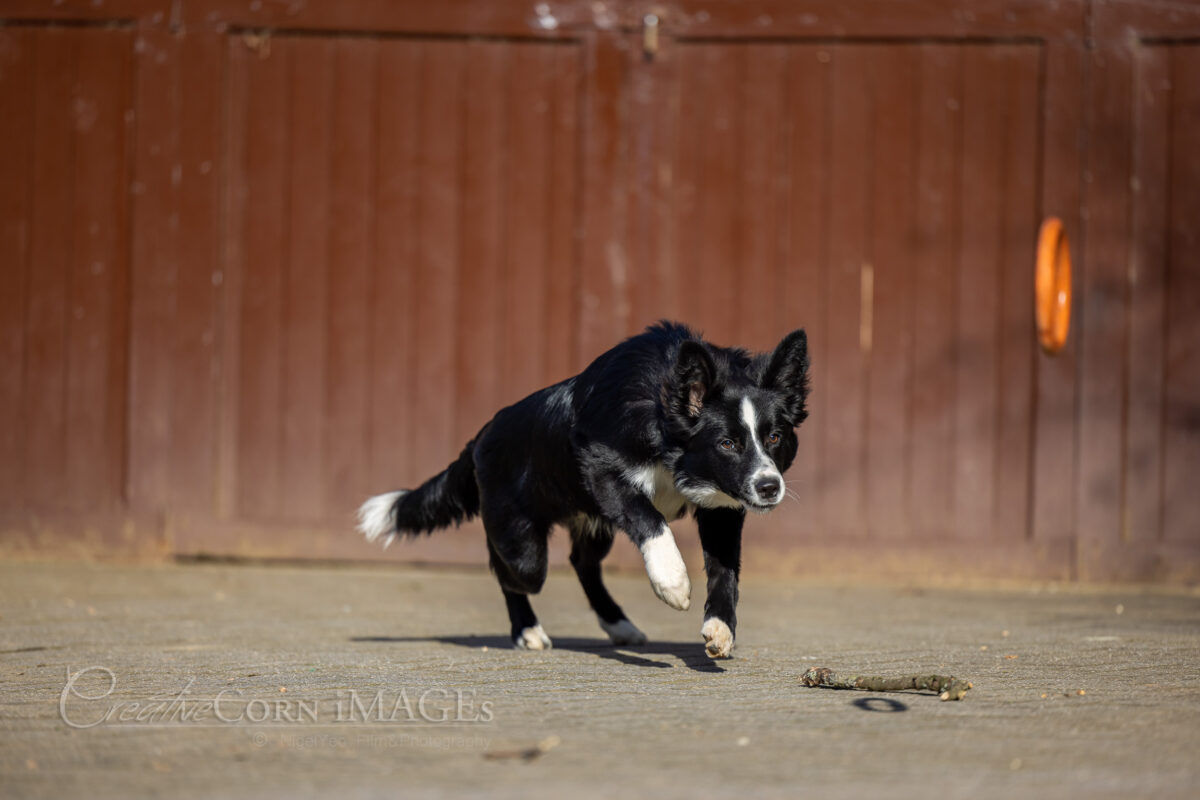 Canon R5 Animal Eye Autofocus – Good or Gimmick? – CreativeCorn Film ...